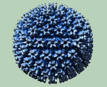 Sl.1. Citomegalovirus (CMV)